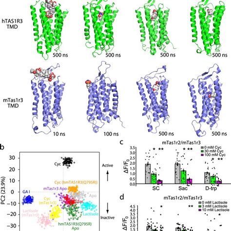 Microswitches In The Transmembrane Domain Tmd Of Taste Type 1
