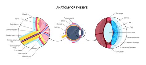 Eye Anatomy Structure Of The Human Eye Infographic Outermost Retina And