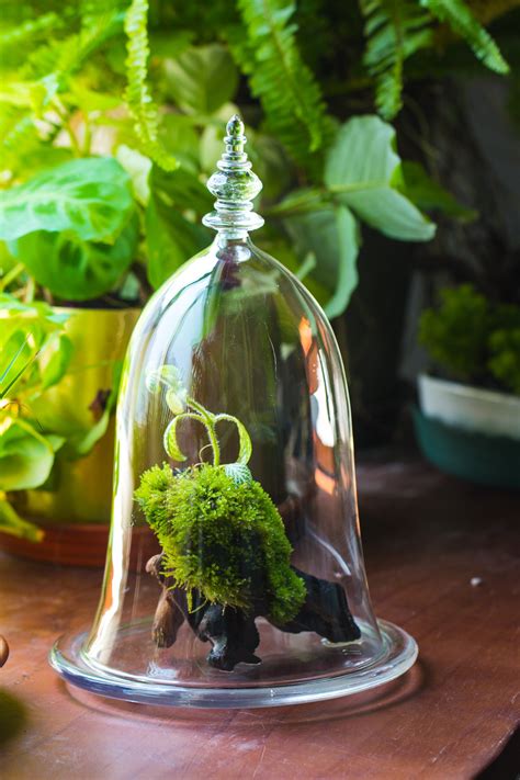 Bell Shape Glass Cloche With Glass Base And Gold Metal Base — Ncypgarden
