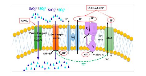 Uptake Of Selenite By Rahnella Aquatilis Hx2 Involves The Aquaporin