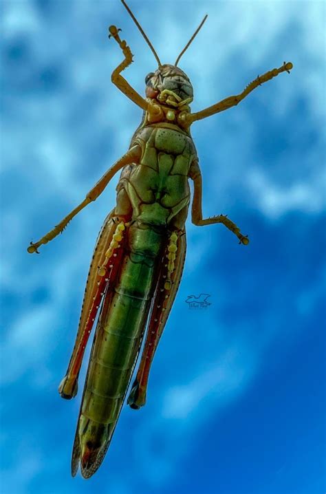 A Grasshopper On The Windshield Led To Beautiful Unusual Photos What