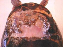 Shell Rot Appearence In Turtles And Tortoises