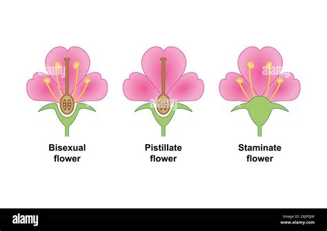 Bisexual Flowers Hi Res Stock Photography And Images Alamy