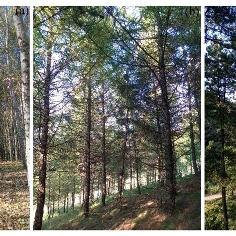 The Pictures Of The Field Survey Of Forest Canopy Closure In September Download Scientific