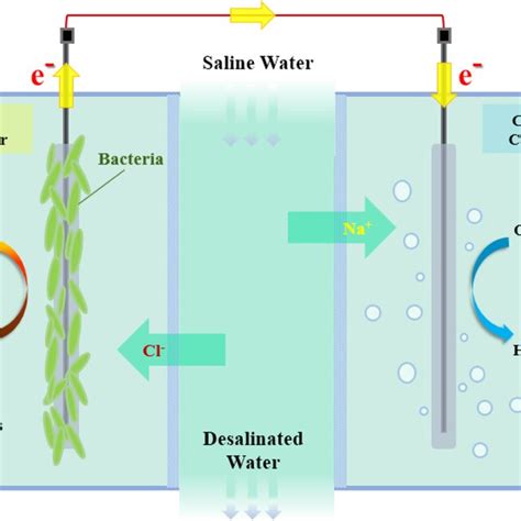 Water Desalination Process Using Microalgae The Saline Water Is Download Scientific Diagram
