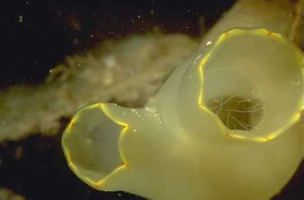 Species