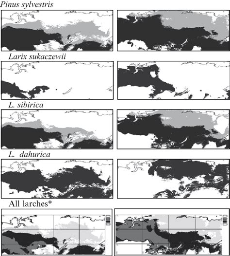 2 Potential Distributions Of P Sylvestris And Larix Spp Modeled For