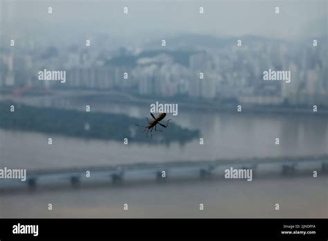 A Bug Hangs On A Glass Panel Of An Observation Platform As Flooded Han