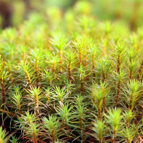 솔이끼 Polytrichum Commune Picturethis
