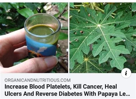 Kings Media The 16 Health Benefits Secret Of Pawpaw Seed Facebook