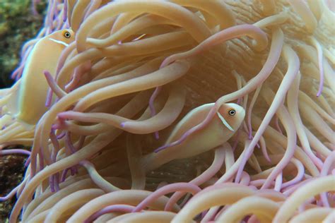 粉紅海葵魚 美丽海生物图鉴 冲绳美丽海水族馆 冲绳美麗海 世代相传