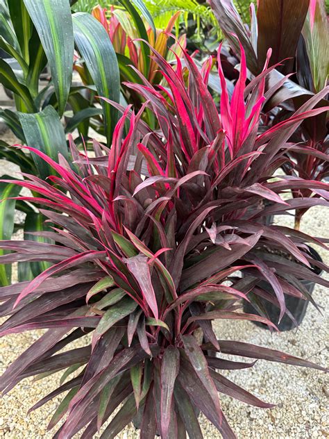 Cordyline Chili Pepper Fruticosa Ti Plant Eureka Farms