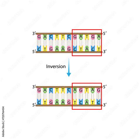 Vetor De Inversion Mutation Section Of Dna Genomics Breaks Away From A