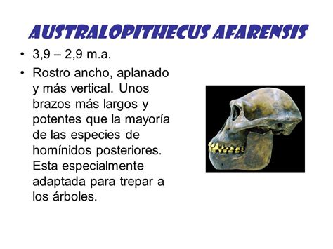 Evolución Humana Ppt Descargar