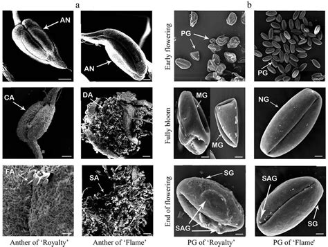 Scanning Electron Micrographs Of Anthers At Different Flowering Stages