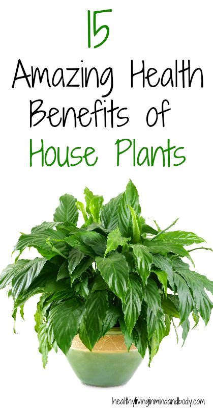 Indoor Plants Benefits Indoor Plants