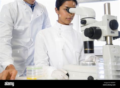 Female Scientist Using Microscope With Male Colleague Standing Behind In Laboratory Stock Photo