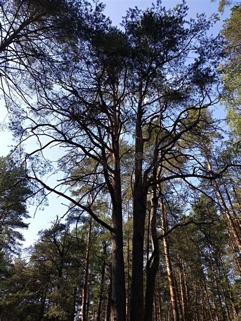 A Large Multi Stemmed Pine Tree In The Forest Stock Image Image Of Reflection Snow 186083313