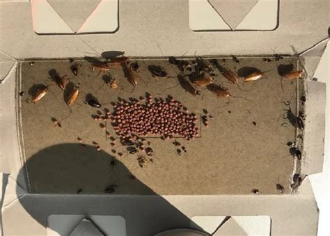 Cara Bunuh Lipas Dalam Rumah Paling Berkesan Lipas Kecil