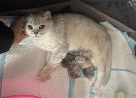 如何照顾孕期母猫？孕猫临盆接生准备？产后母猫与小猫如何护理？纯干带走！ 知乎