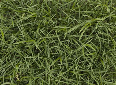 Minecraft Tall Grass Texture