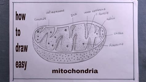 Diagram And Functions Of A Mitochondrion Mitochondrial Funct