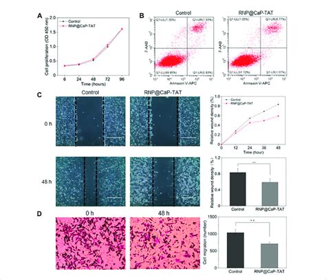 A Tumor Cell Proliferation Analysis Using The Cck 8 Assay B