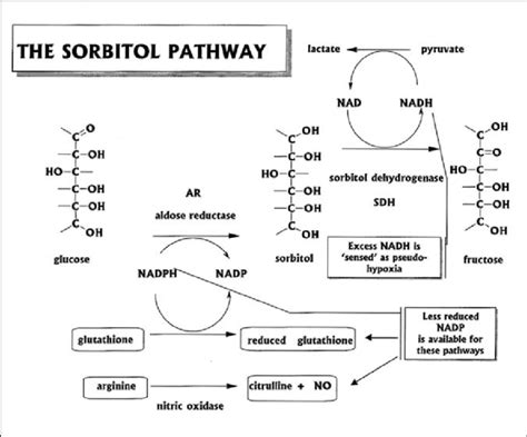 Sorbitol Biosynthesis Degradation Pathway And Applications