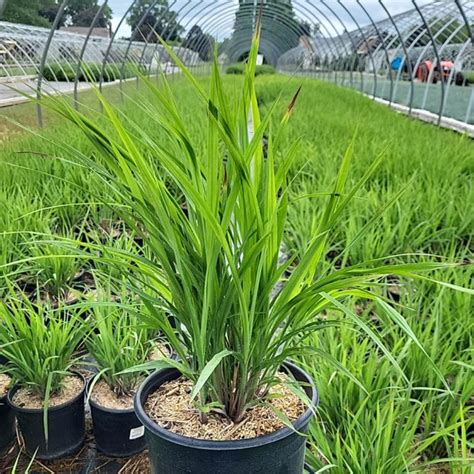 Karls Cousin® Big Bluestem Grass