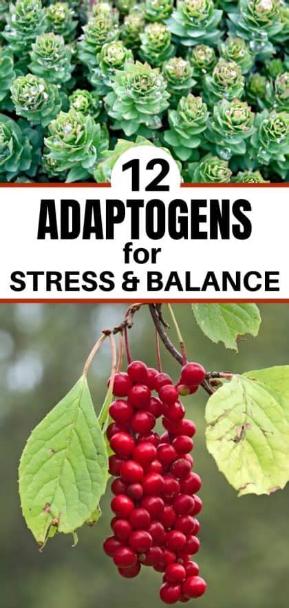 What Are Adaptogens A List Of 12 Adaptogens You Should Know