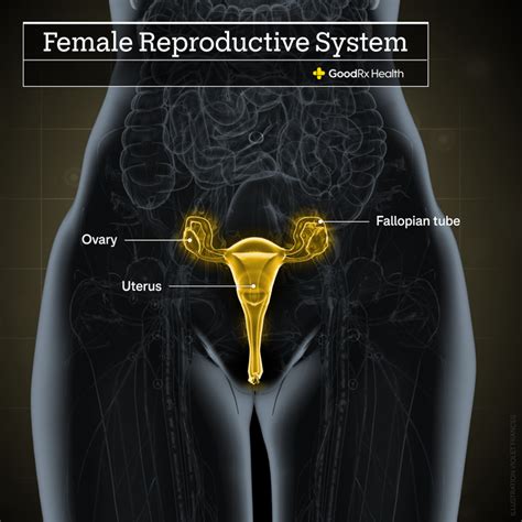 Ectopic Pregnancy Locations How To Detect Ectopic Pregnancy Symptoms