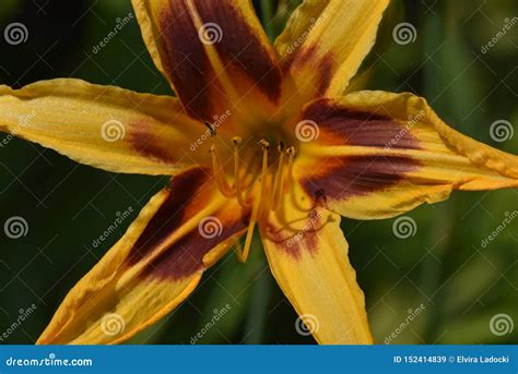 Very Pretty Lilly Close Up In The Sunshine Stock Image Image Of Small