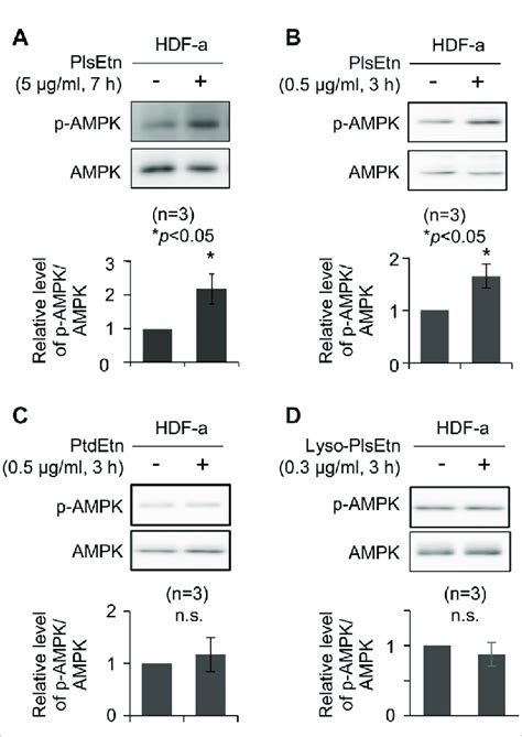 Plsetn Promote Phosphorylation Of Ampk In Hdf A Cells Ab Immunoblot