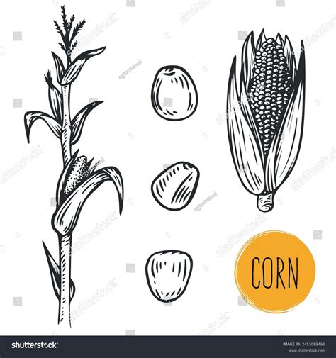 Hand Draw Corn Seeds Monochrome Sketch Stock Vector Royalty Free