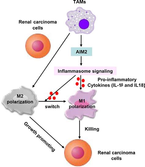 Schematic Illustration For Aim2 Mediated M1 Macrophages Inhibited The