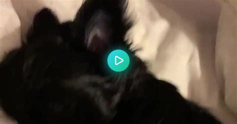 Goodnight Fluff Potato Album On Imgur