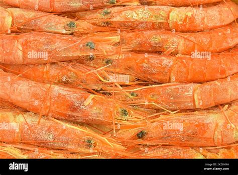 Frozen Extra Large Tiger Prawns Served On Ice Top View Close Up Stock