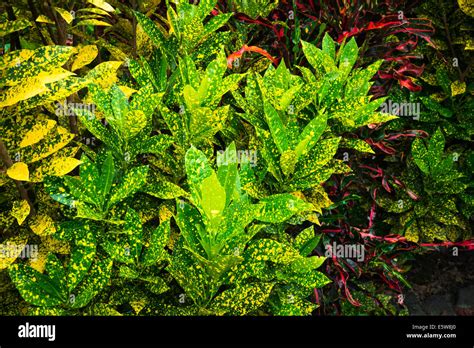 Tropical Foliage In The Galaxy Garden Paleaku Gardens Peace Sanctuary