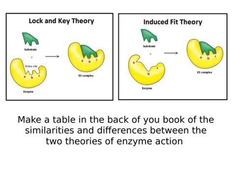 Aqa Gcse Digestion Teaching Resources