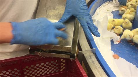 Biojector Vaccinator Youtube