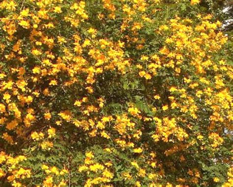 Online Plant Guide Senna Splendida Golden Wonder