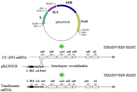 Schematic Diagram Of Homologous Recombination Events Between Pbslpncb Download Scientific