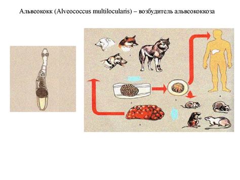 Медицинская гельминтология Трематоды и цестоды презентация онлайн