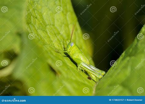 Hedge Grasshopper Stock Image Image Of Outdoors Animal 173822157
