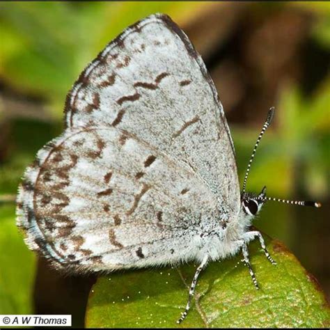 Butterflies And Moths Of Newfoundland And Labrador Butterflies And