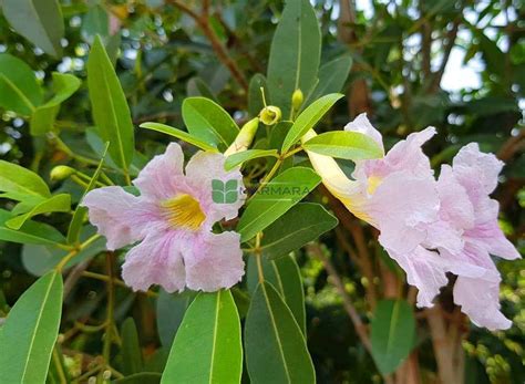 أشجار ظليلة