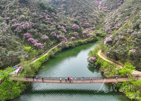 湖南双牌山花烂漫引客来 人民图片网