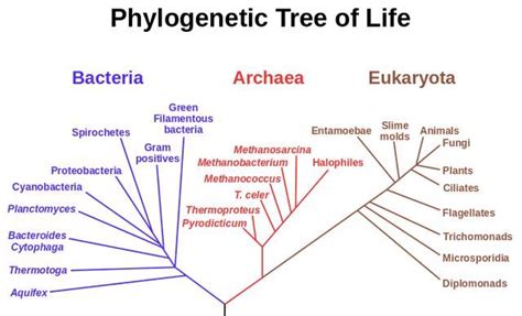 生物进化是统一还是趋于多样生物进化是运动还是变化还是发展 闪电鸟