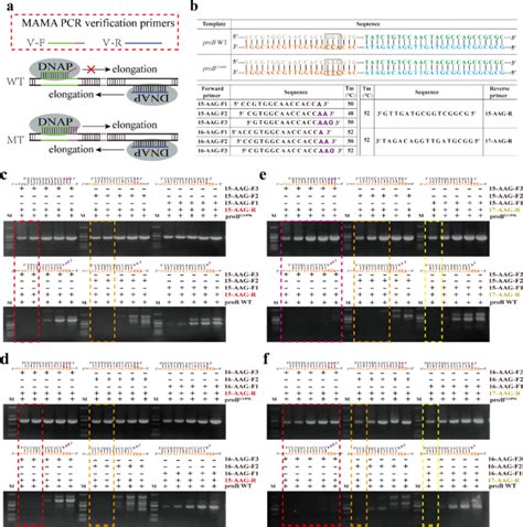 错配扩增突变分析pcr快速筛查点突变applied Microbiology And Biotechnology X Mol
