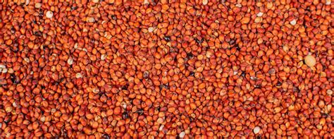 Health Benefits Of Guinea Corn In Adults Pachamama Foods